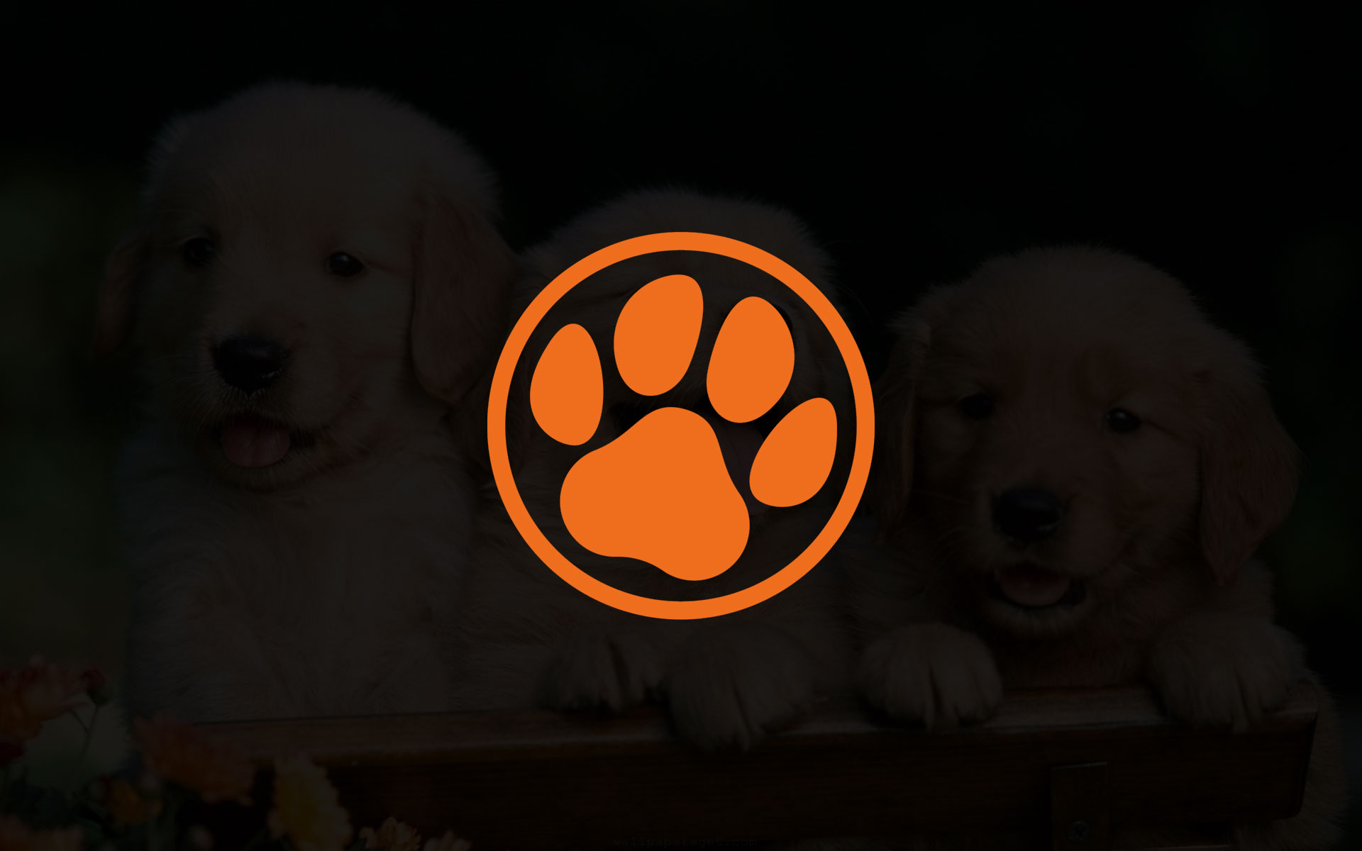 Trending Pet | Latest Pets Articles and Updates